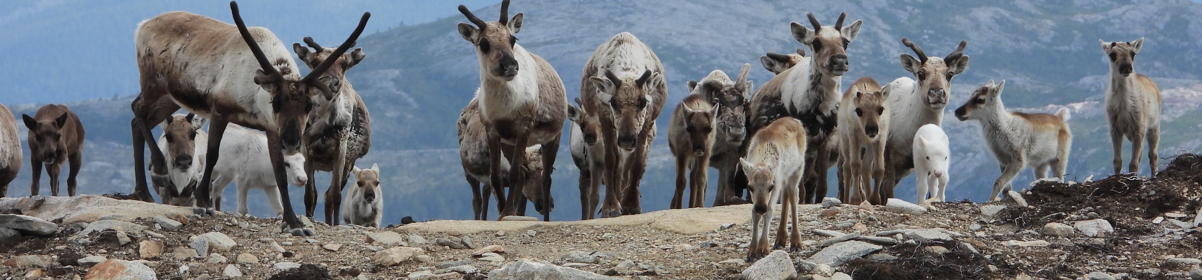 Fosen-utbyggingen og reindrift